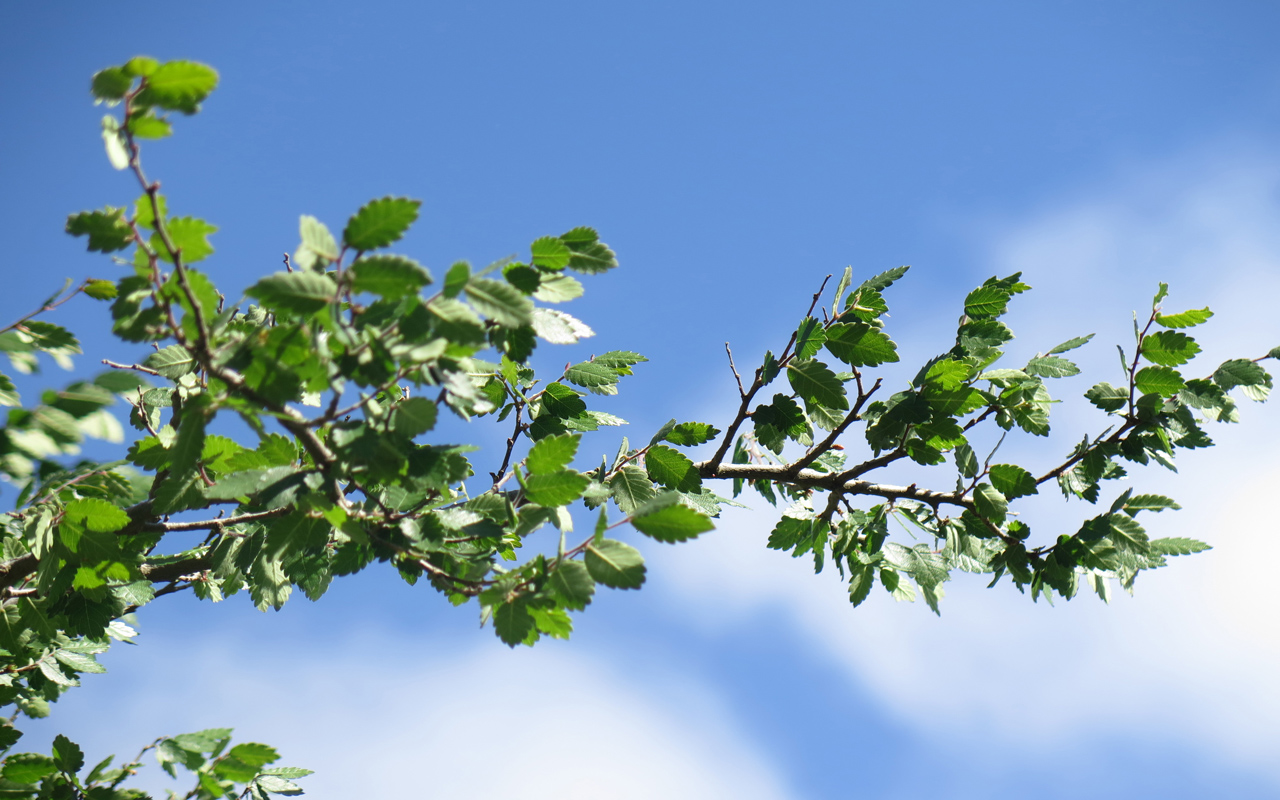Cretan Zelkova Abelicea - Cretan Trees - Cretan Flowers